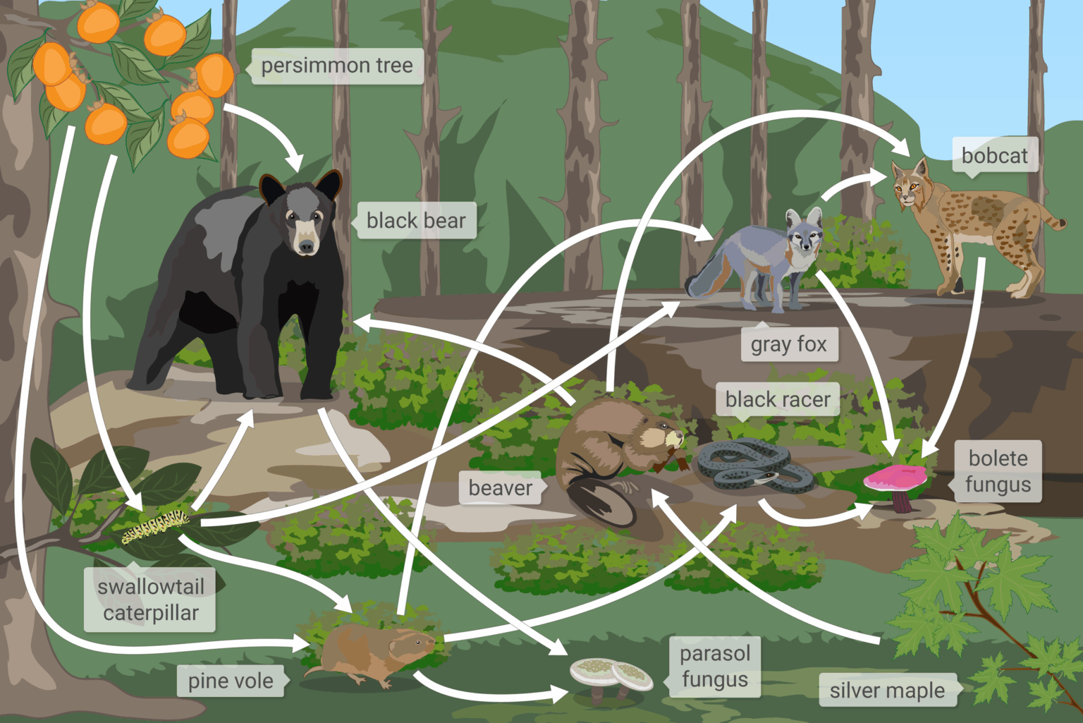 Understanding the Food Chain: The Bear’s Crucial Role in Diverse ...